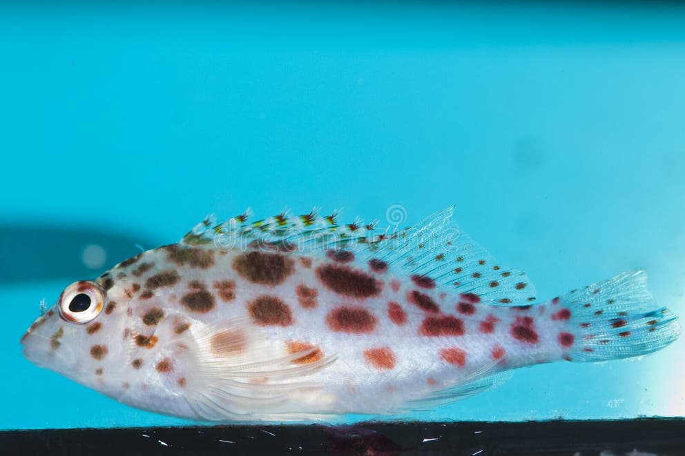 Spotted Hawkfish in Aquarium Stock Photo - Image of saltwater, exotic ...