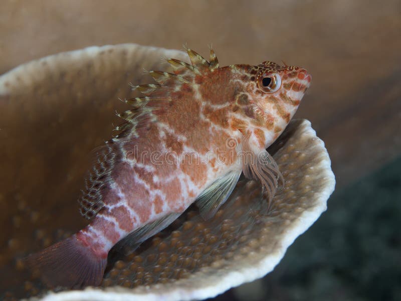 Spotted Hawkfish in Aquarium Stock Photo - Image of saltwater, exotic ...