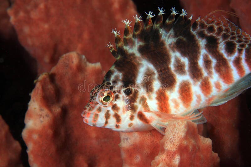 Spotted hawkfish stock photo. Image of hawk, indonesia - 34991080