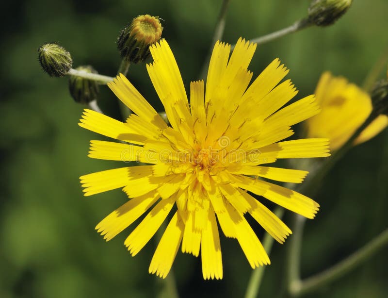 Spotted Hawkweed stock image. Image of landscape, asteraceae - 83853095