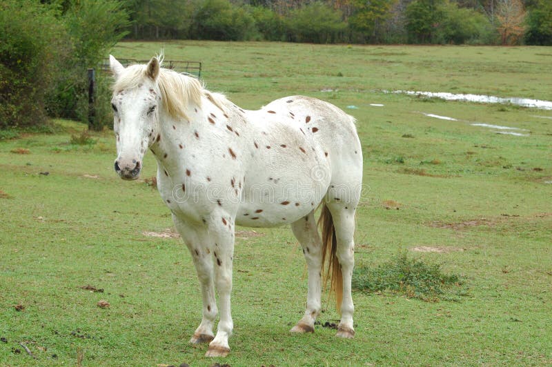 Spotted Horse stock photo. Image of gelding, stallion - 1530124