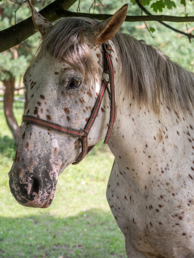 Spotted horse stock photo. Image of thoroughbred, animal - 43844142