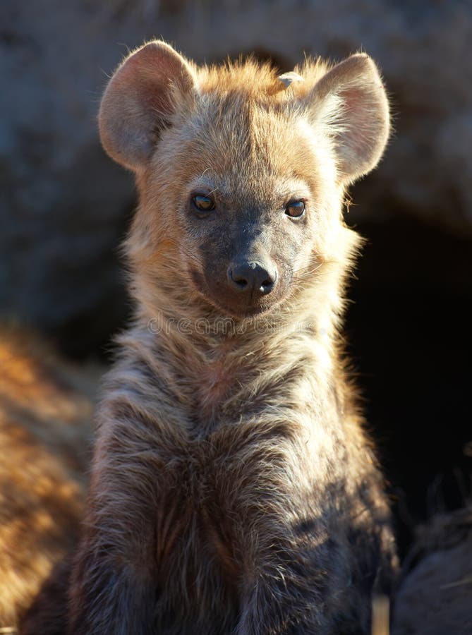 Spotted Hyaena (Crocuta Crocuta) Stock Image - Image of savannah ...