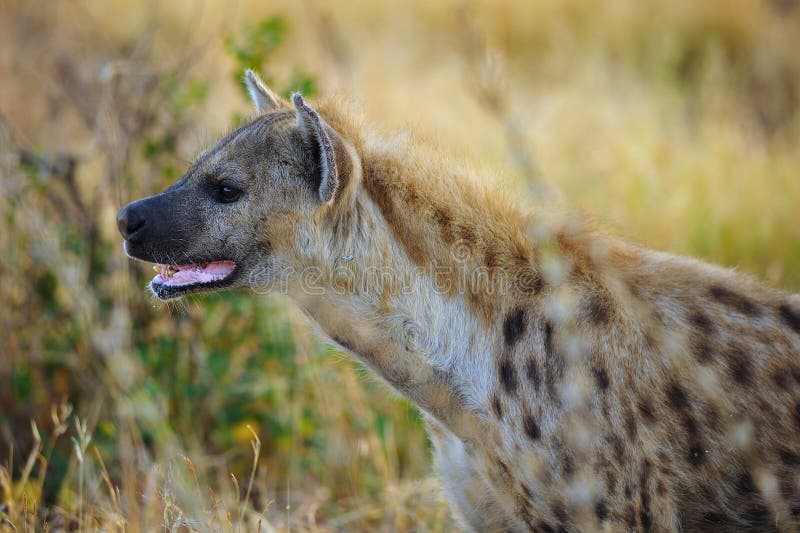 Spotted hyena portrait stock image. Image of teeth, muzzle - 27032841