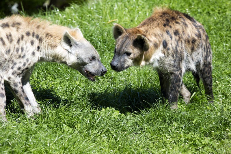 Spotted Hyaena, Crocuta Crocuta is a Strong Animal Stock Image - Image ...