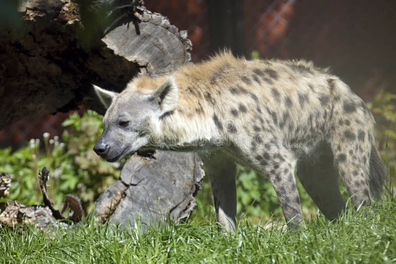 Spotted Hyaena, Crocuta Crocuta is a Strong Animal Stock Photo - Image ...