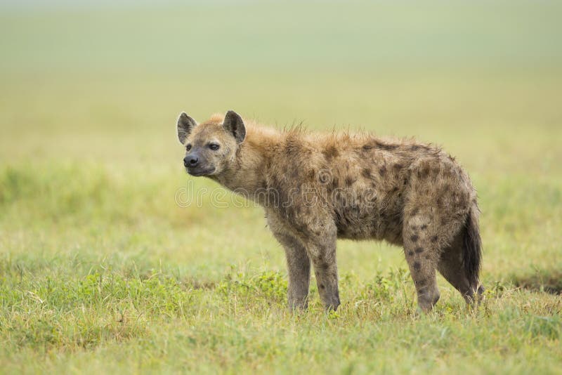 Spotted Hyaena (Crocuta Crocuta) Tanzania Stock Image - Image of crater ...