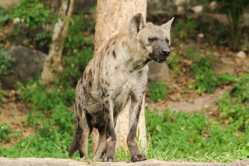 Spotted Hyaena is Looking at Her Prey on the Rock. Hyaena is the ...