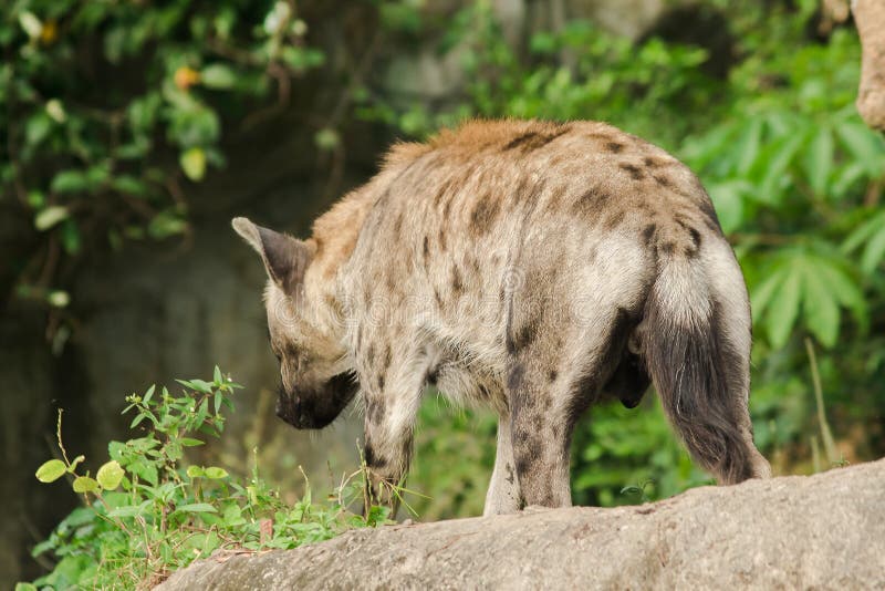 Spotted Hyaena Walking on a Rock. Hyaena is the Largest Type of Hyena ...