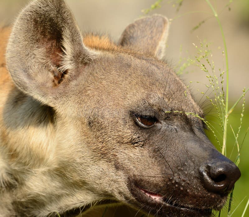 Spotted Hyaenas Hyaena Hyaena Stock Image - Image of natural, beautiful ...