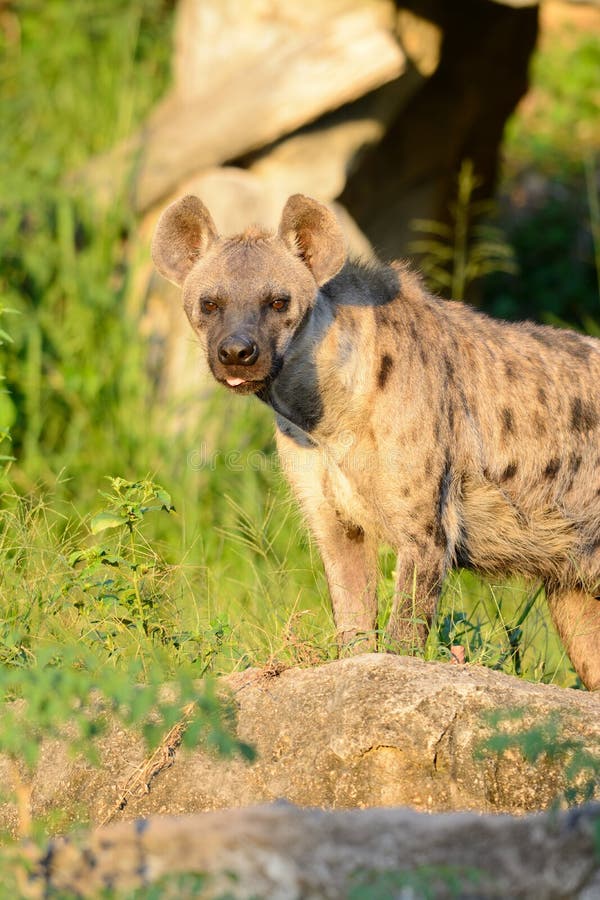 Spotted Hyaenas (Hyaena Hyaena) Stock Image - Image of wild, green ...