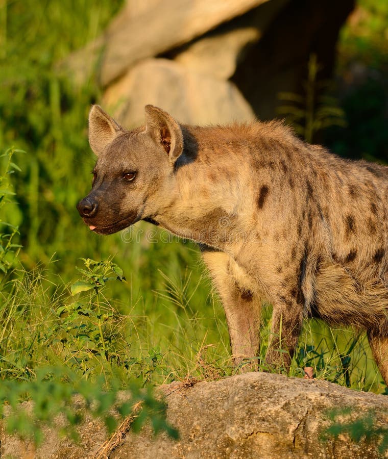Spotted Hyaenas Hyaena Hyaena Stock Photo - Image of natural, outdoor ...