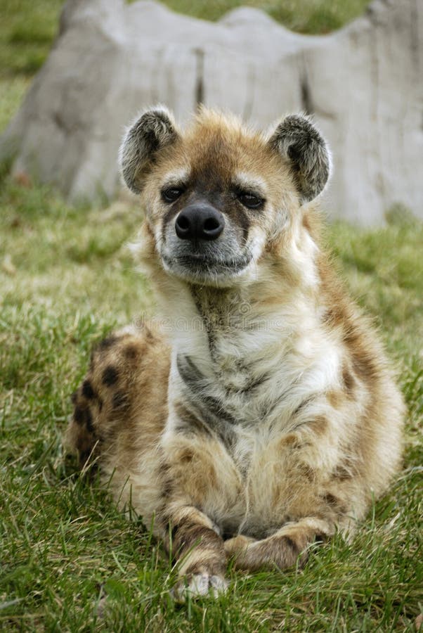 Spotted Hyena stock image. Image of muzzle, natural, hunting - 10643491