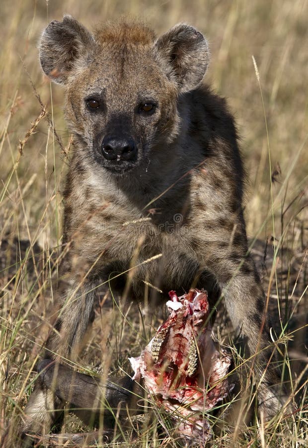 Spotted Hyena stock image. Image of spotted, hyena, bone - 11227653