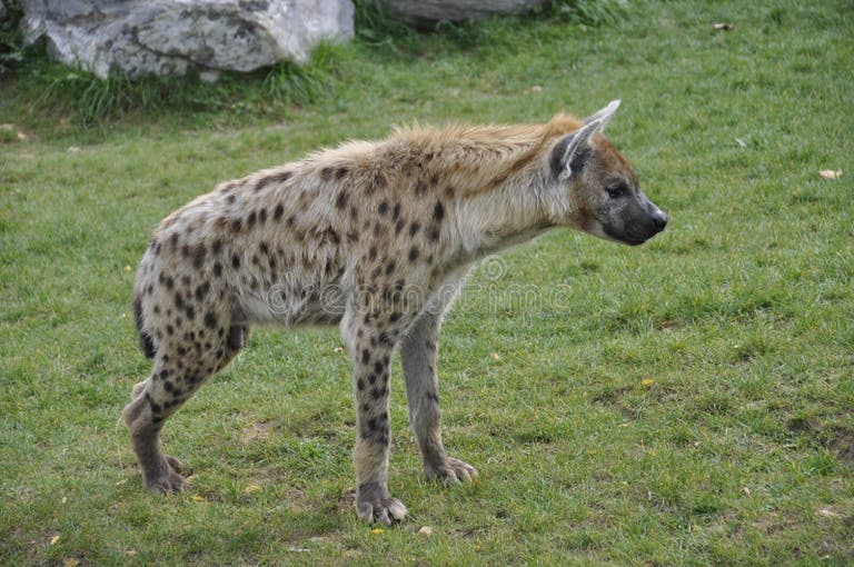 195 Spotted Hyena Side View Stock Photos - Free & Royalty-Free Stock ...