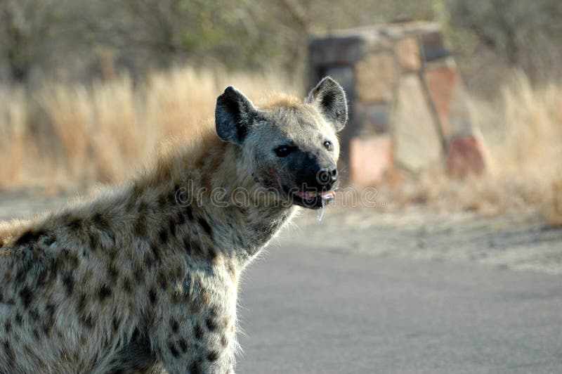 Spotted hyena portrait stock image. Image of teeth, muzzle - 27032841