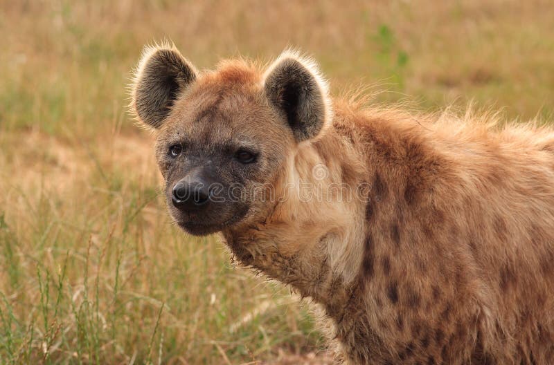 Hyena Powerful Jaws stock image. Image of eyes, ecology - 14787267