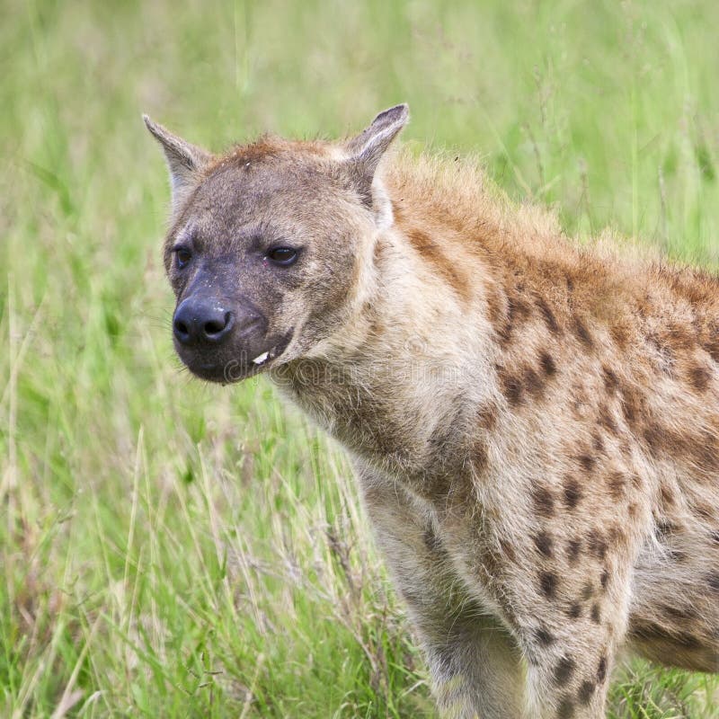 Hyena stock image. Image of mammal, animal, africa, hair - 15030703
