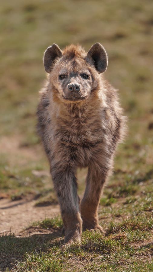 180 Spotted Hyena Side View Stock Photos - Free & Royalty-Free Stock ...