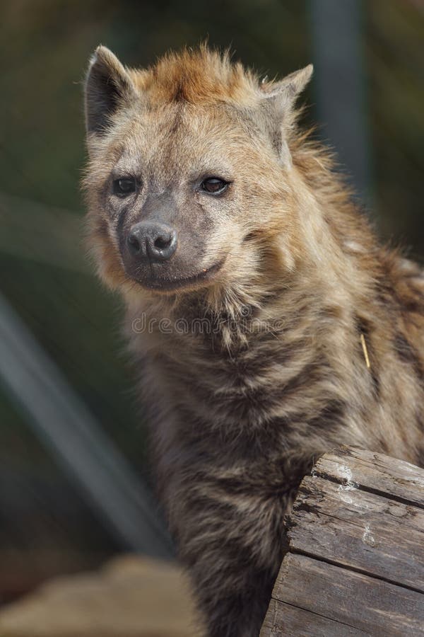 Spotted hyena stock photo. Image of aggressive, green - 269864046