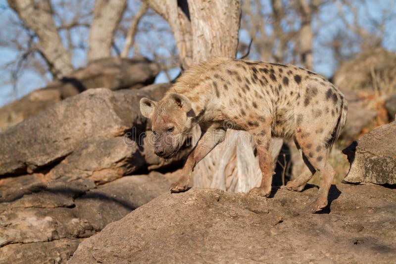 Spotted hyena stock image. Image of botswana, paws, large - 27691431