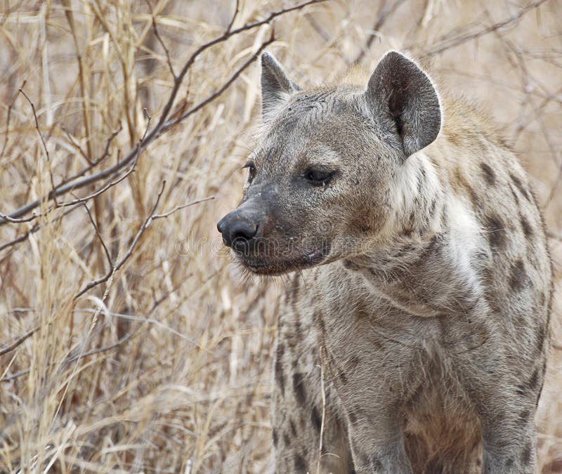 Spotted hyena portrait stock image. Image of teeth, muzzle - 27032841