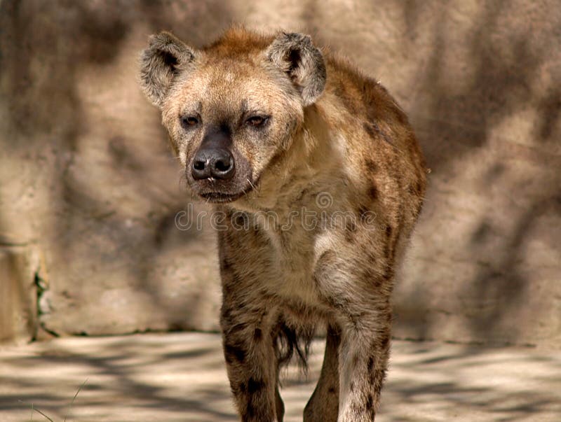 Spotted Hyena stock image. Image of laughing, strength - 29922409