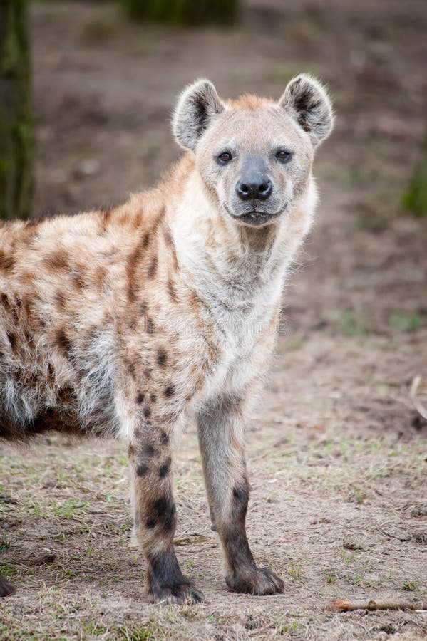 Hyena stock image. Image of mammal, animal, africa, hair - 15030703