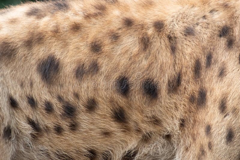 231 Hyena Pattern Stock Photos - Free & Royalty-Free Stock Photos from ...
