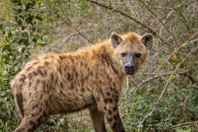 A Spotted Hyena in the Bush Stock Photo - Image of green, animal: 258895230