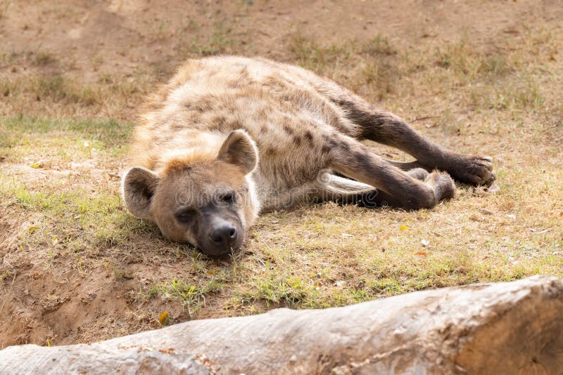 Spotted Hyena in Captivity is Laying Down and Resting Stock Image ...