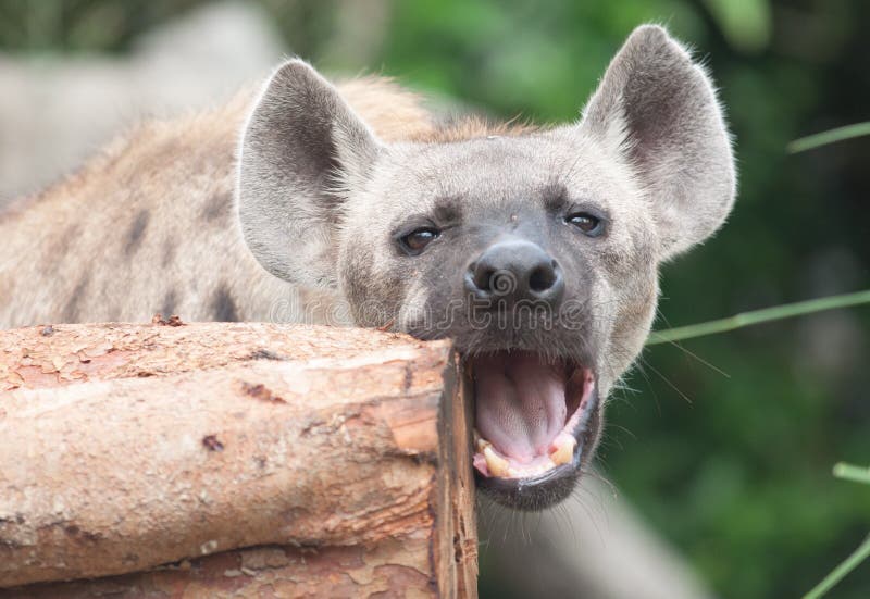 Hyena Powerful Jaws stock image. Image of eyes, ecology - 14787267