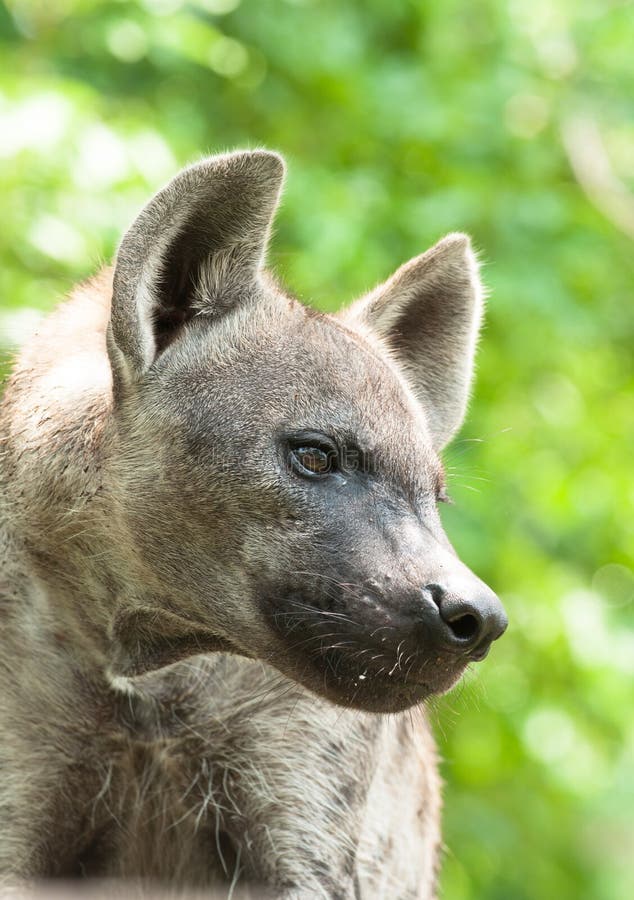 Spotted hyena stock photo. Image of protection, stare - 30390914