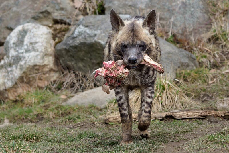 266 Hyena Meat Stock Photos - Free & Royalty-Free Stock Photos from ...