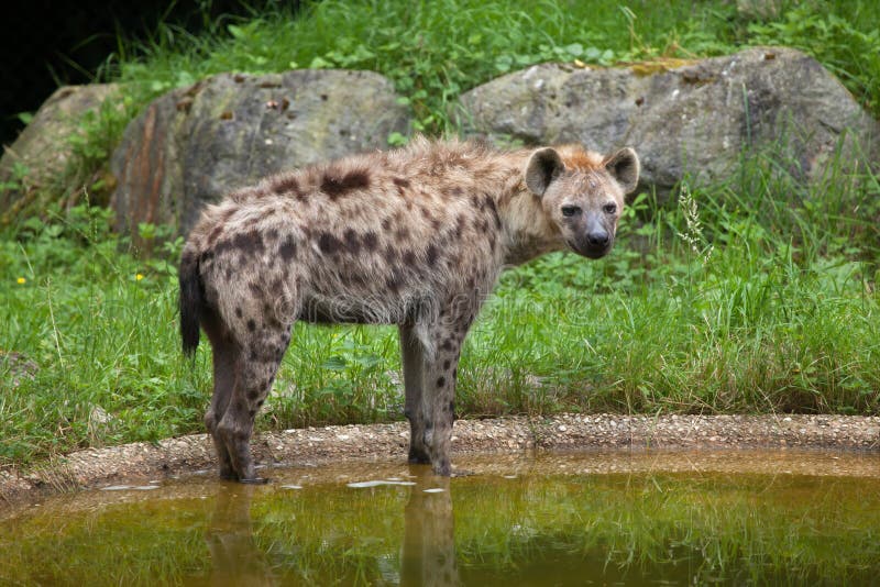 Spotted Hyena Crocuta Crocuta Stock Photo - Image of african ...