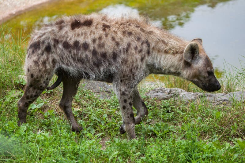 Spotted Hyena Crocuta Crocuta Stock Image - Image of botswana ...