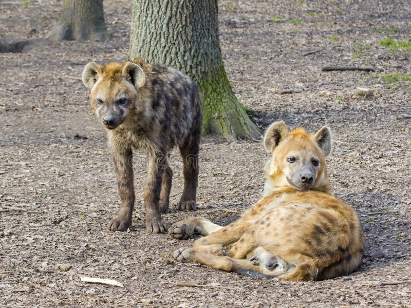 Spotted Hyena (Crocuta Crocuta) Stock Photo - Image of puppy, hyena ...
