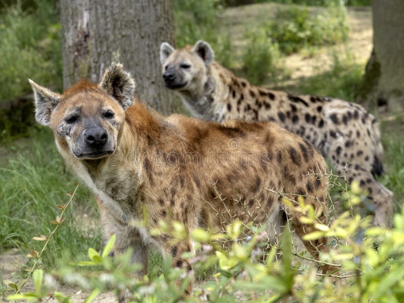 Spotted Hyena, Crocuta Crocuta, Curiously Observes Photographer Stock ...