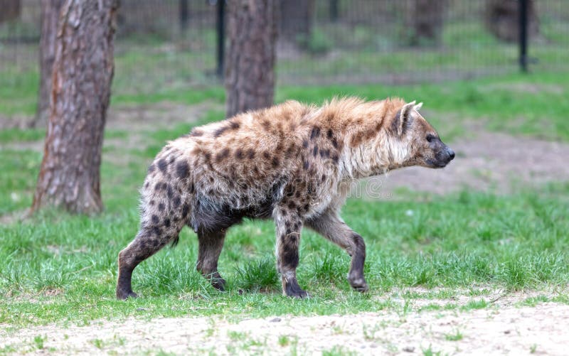 Spotted Hyena (Crocuta Crocuta), Walking in Nature Stock Photo - Image ...