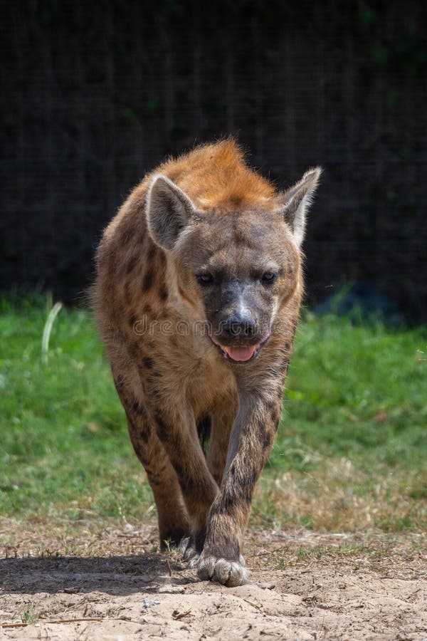 A Spotted Hyena Crocuta Crocuta Walking Towards Camera in the African ...