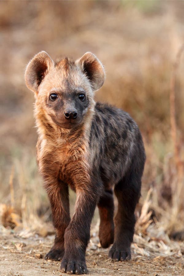 The Spotted Hyena Crocuta Crocuta Young Hyena in the Evening Sun Stock ...