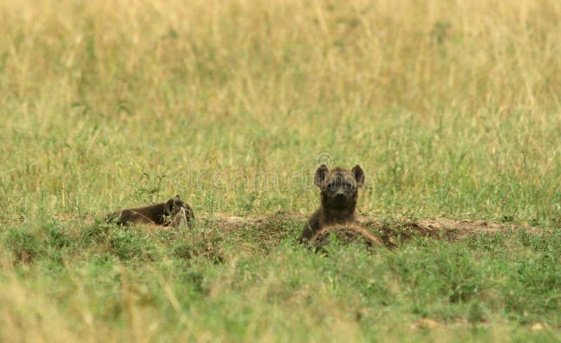 Spotted hyena cub stock photo. Image of mara, baby, spotted - 10767978
