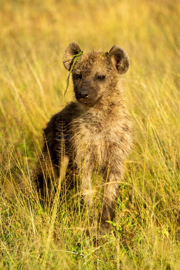Hyena cub stock image. Image of cute, baby, smiling, young - 16511225