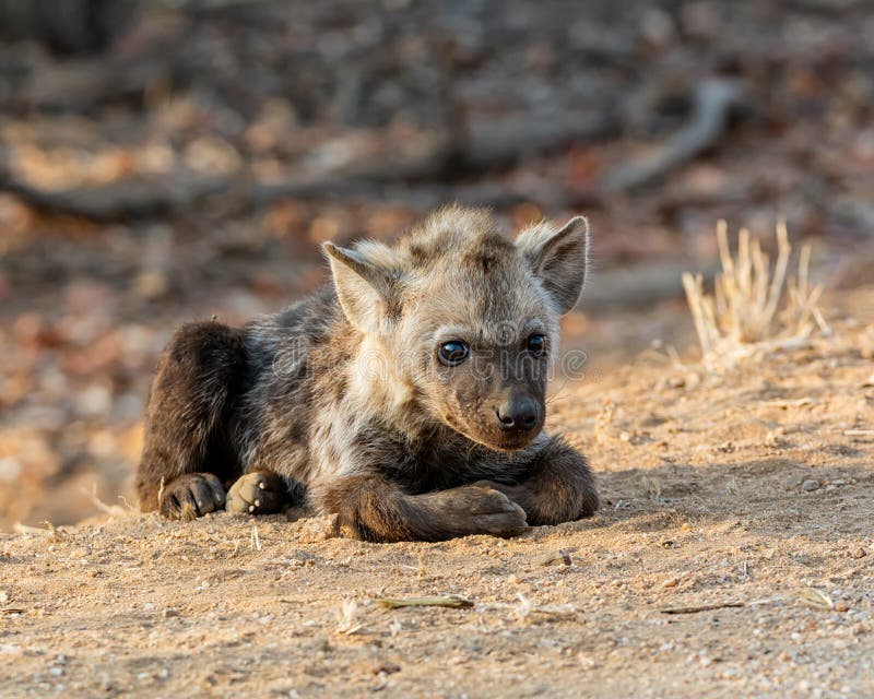 Spotted hyena cub stock image. Image of african, blijdorp - 22731821