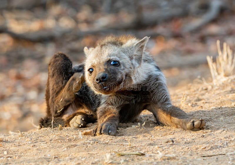 Spotted Hyena Cub stock photo. Image of africa, carnivore - 146247610