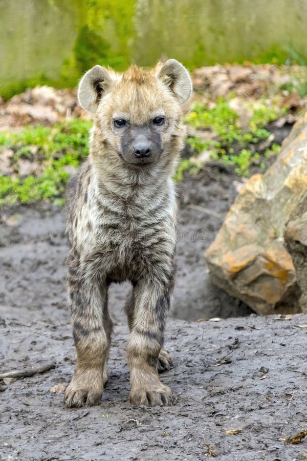 Young Spotted Hyena cub stock photo. Image of young, padded - 27817516