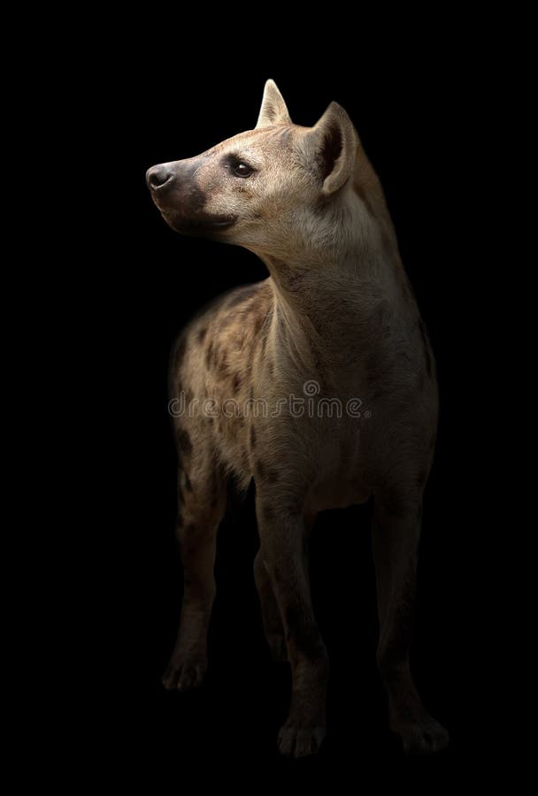 Spotted hyena in the dark stock image. Image of skin - 45012115