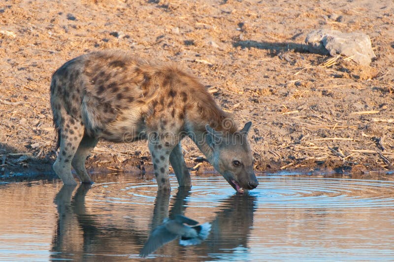 Spotted hyena drinking stock photo. Image of safari, crocuta - 22761522
