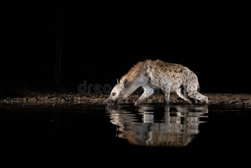 Spotted Hyena, With Reflection In Water Stock Image - Image of nature ...