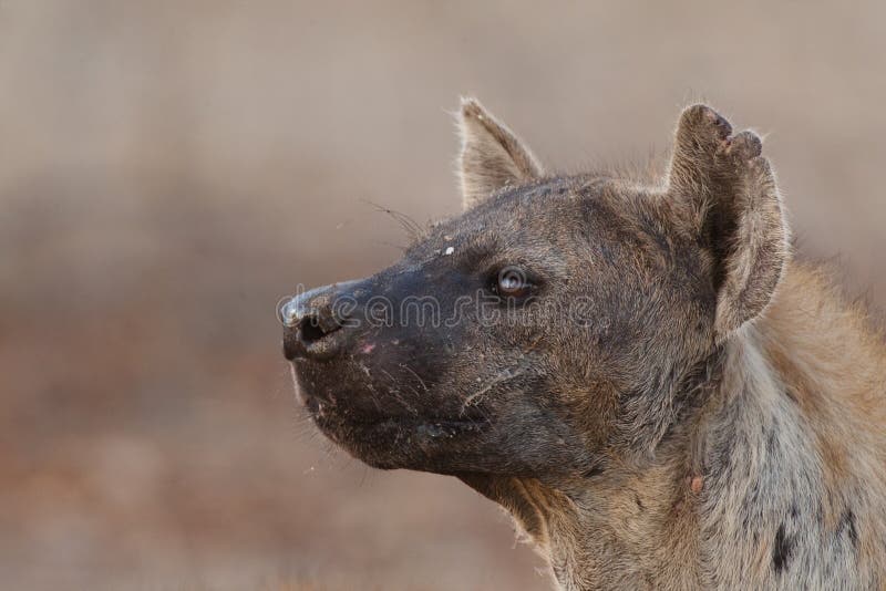 Spotted hyena face stock image. Image of nose, kruger - 21043221